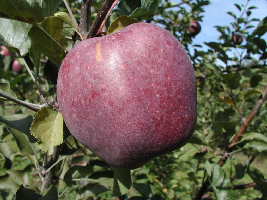 Our Apples - Black Diamond Farm and Cider