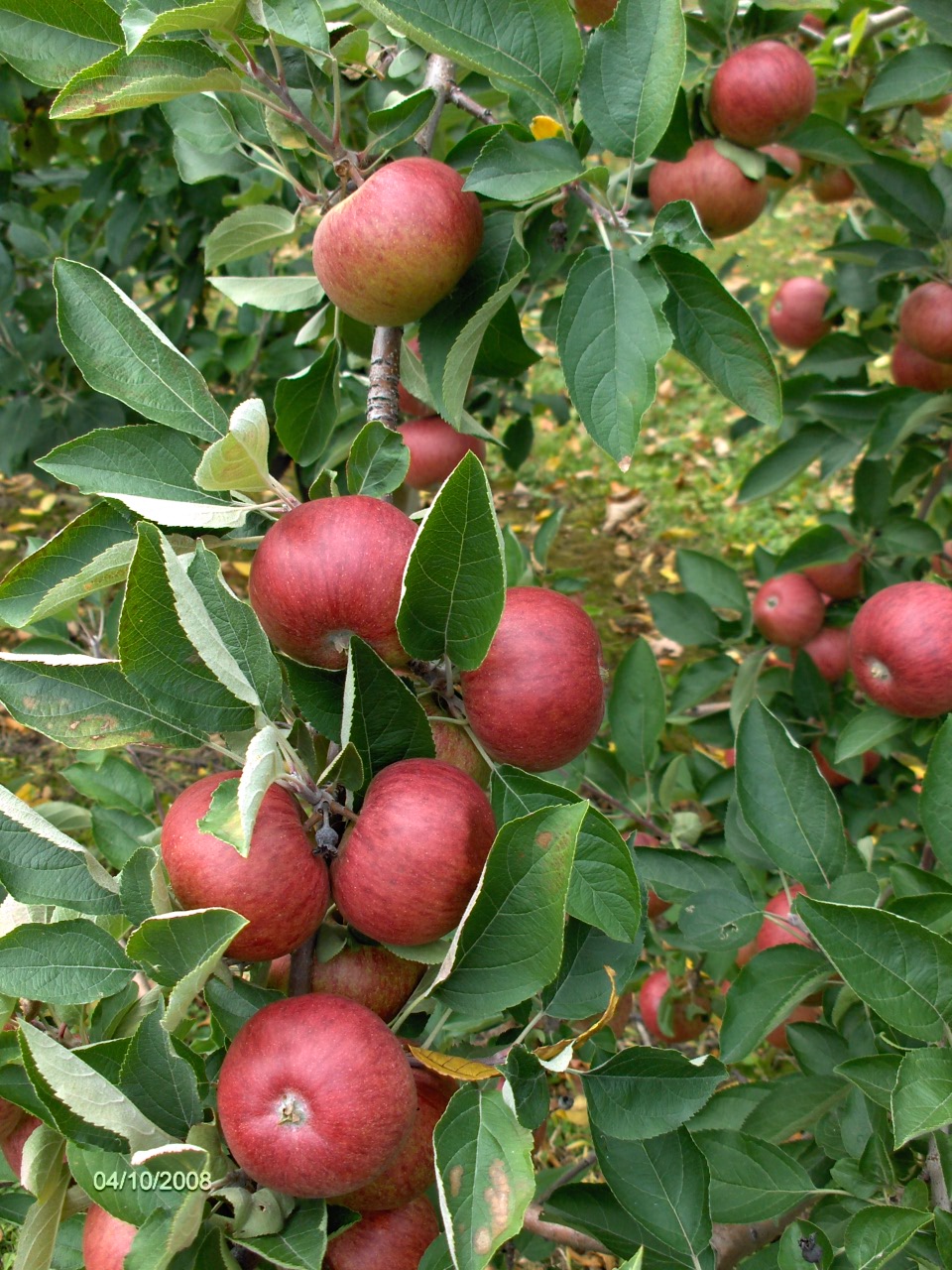 Our Apples - Black Diamond Farm and Cider