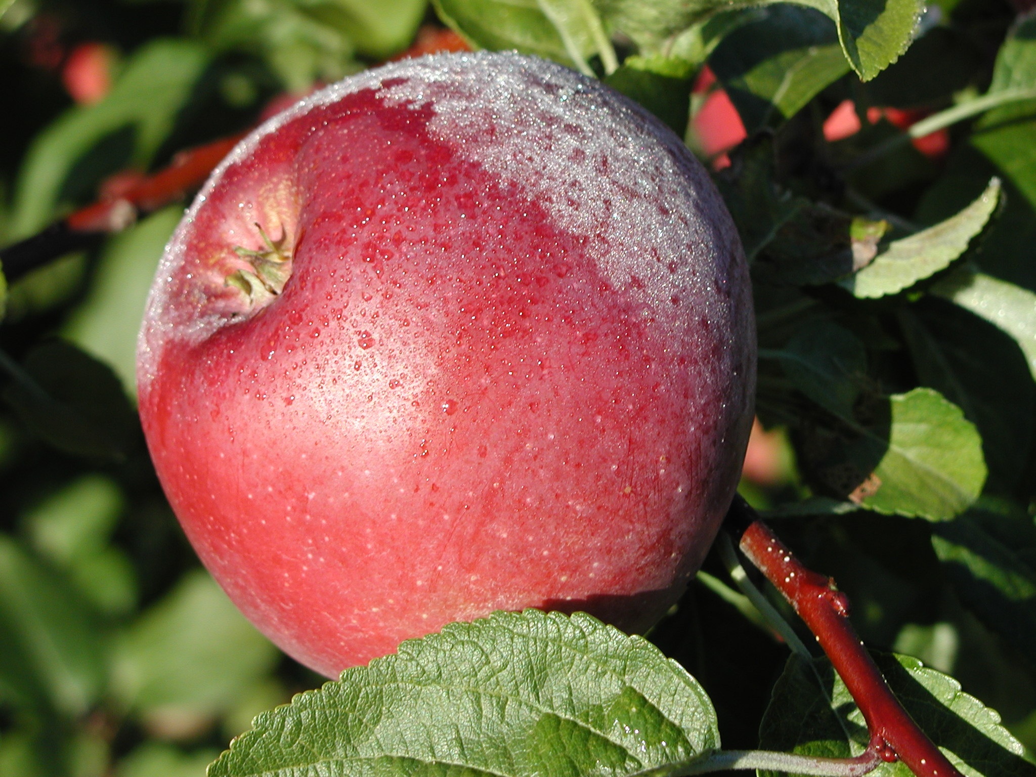 Our Apples - Black Diamond Farm and Cider